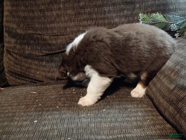 Oreo for sale in Bourbon | Lancaster Puppies