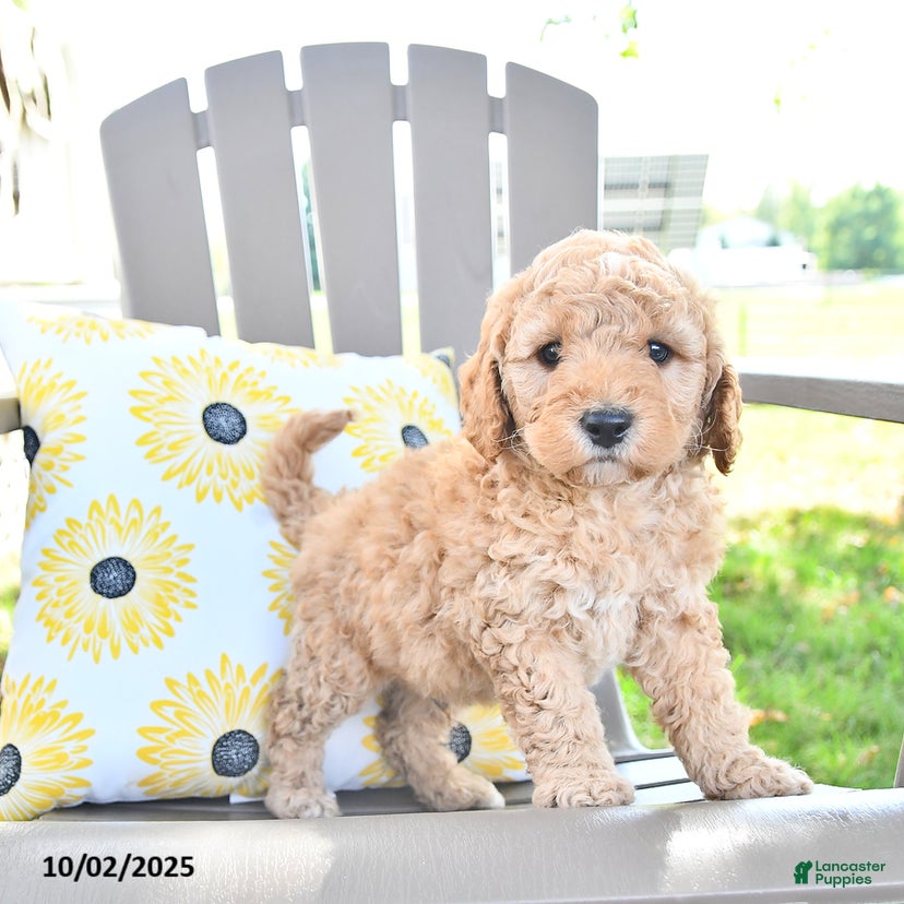 Asher for sale in Goshen | Lancaster Puppies