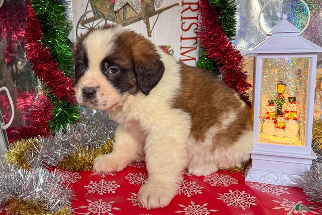 Matilda for sale in Orwell | Lancaster Puppies