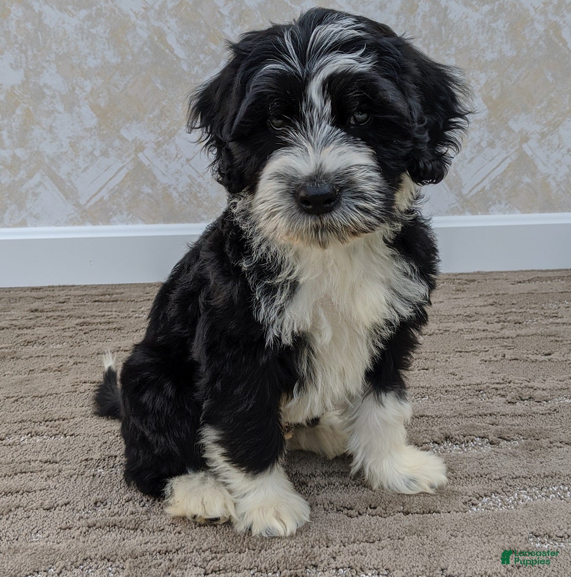 Portuguese Water Dog Puppies for sale | Lancaster Puppies