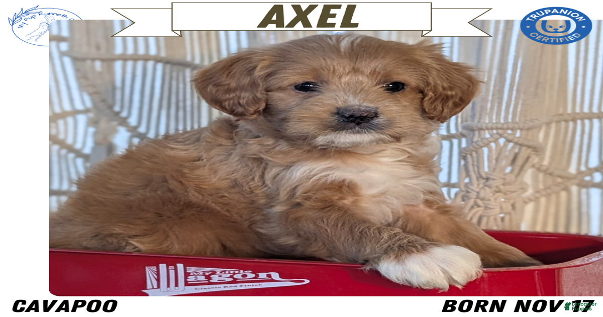 Axel for sale in Goshen | Lancaster Puppies