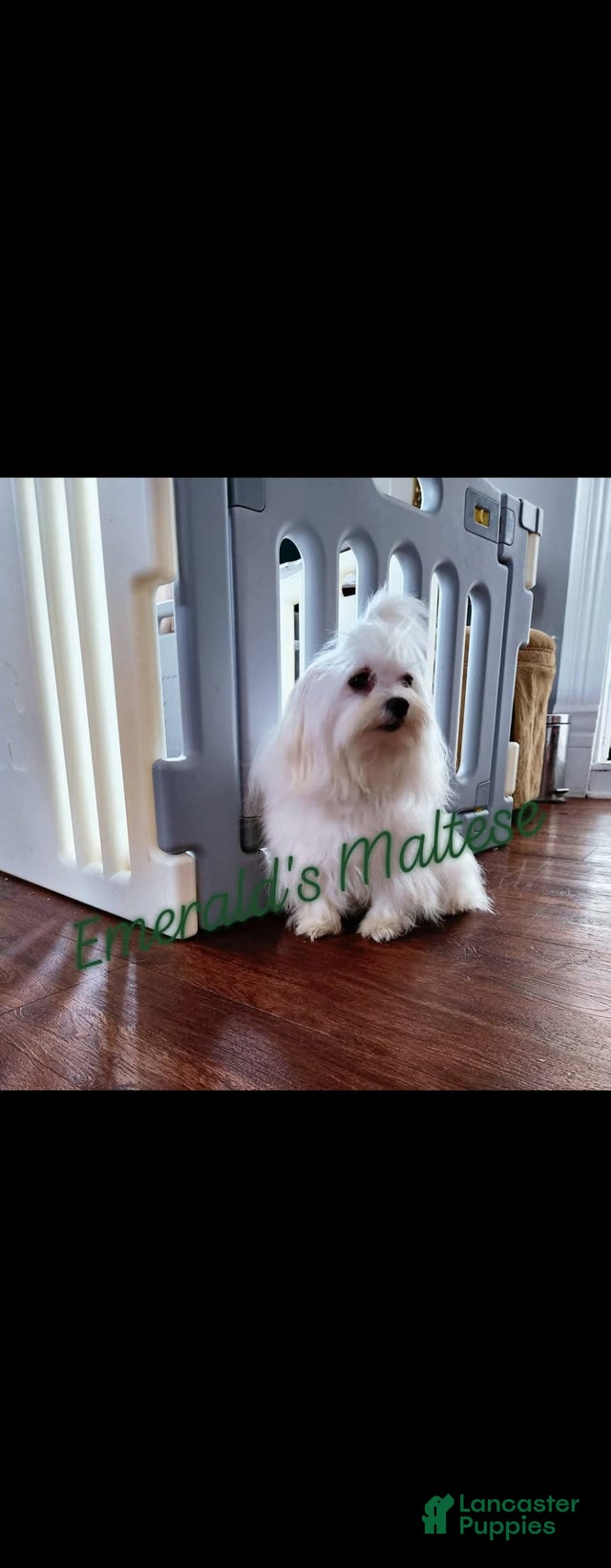 Maltese Puppy 1 for sale in Los Angeles | Lancaster Puppies