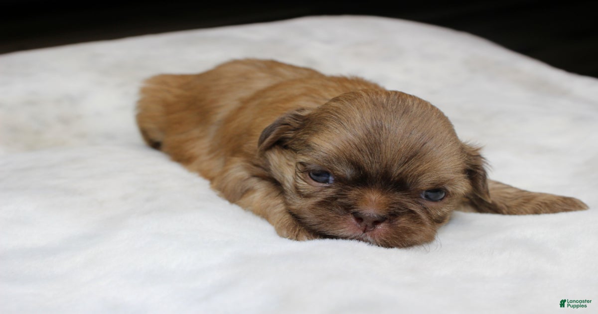 Mia for sale in Falcon | Lancaster Puppies
