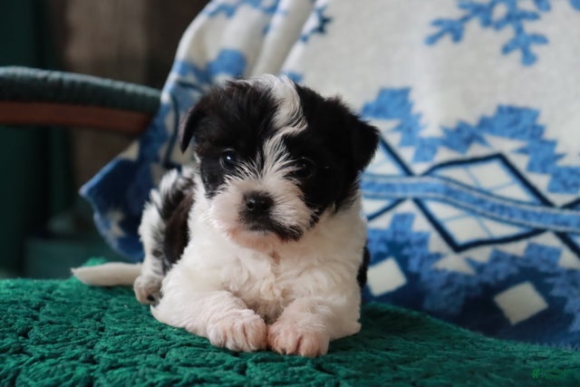 Deb for sale in Romulus | Lancaster Puppies