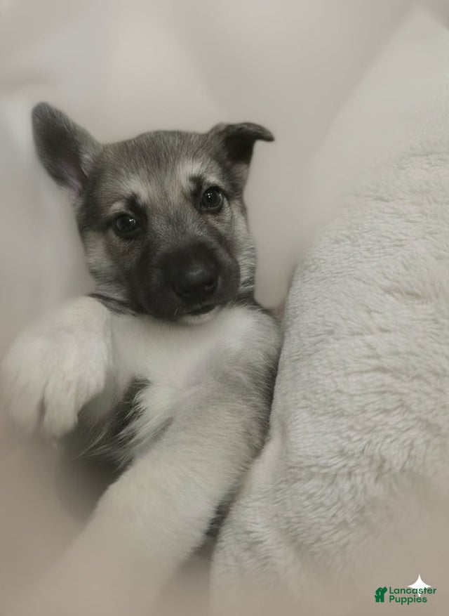 Beast for sale in Quincy | Lancaster Puppies