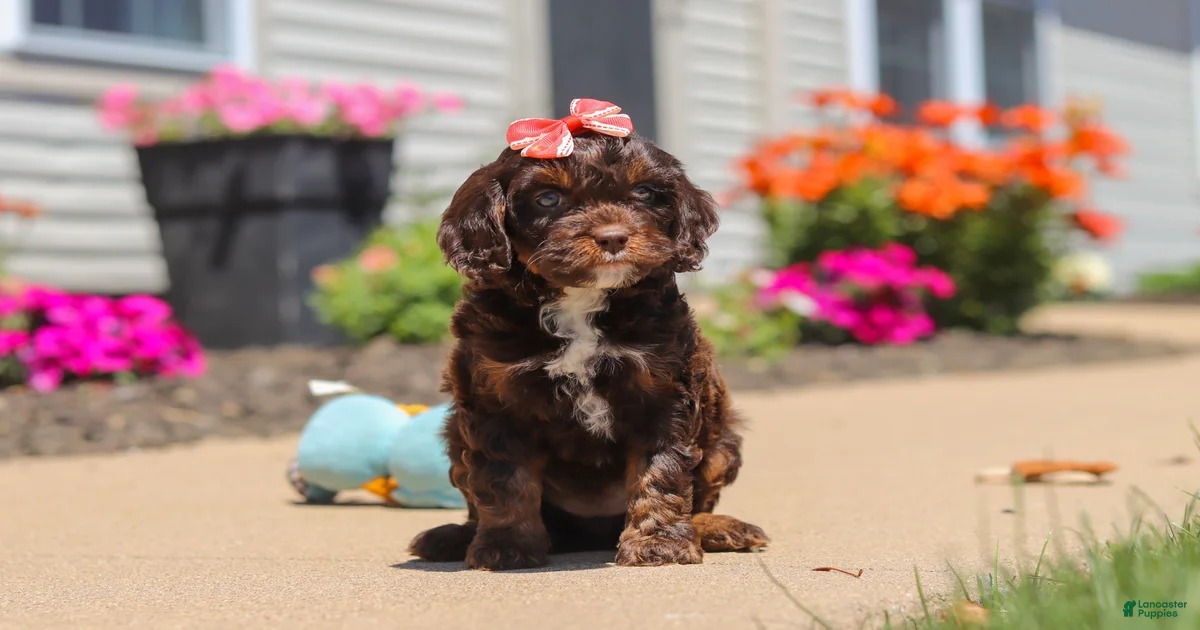 Darla Cavapoo for sale in Fredericksburg | Lancaster Puppies