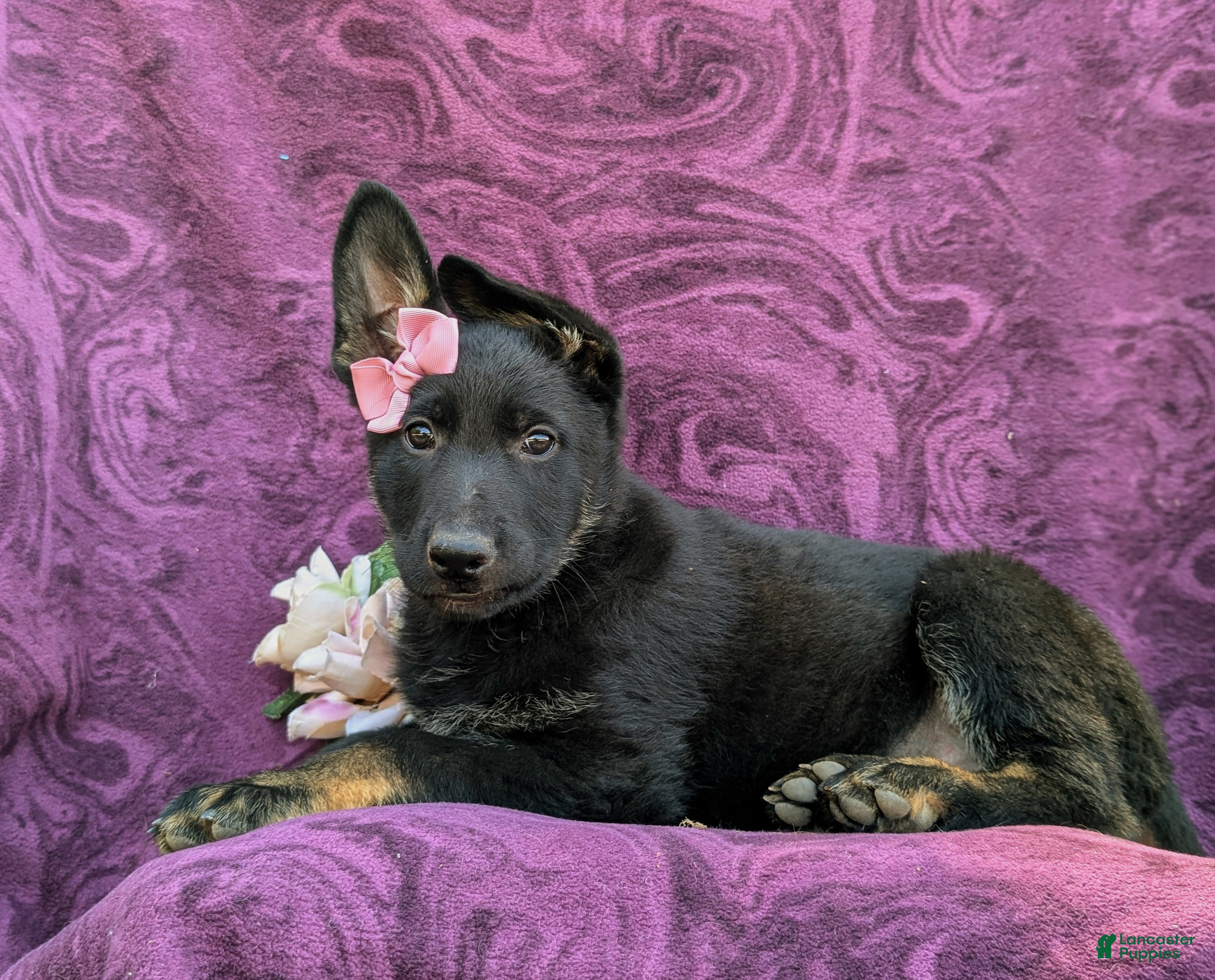 Sabrina German Shepherd for sale in Dover | Lancaster Puppies