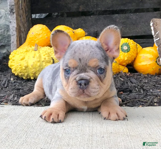 Paul | Lancaster Puppies