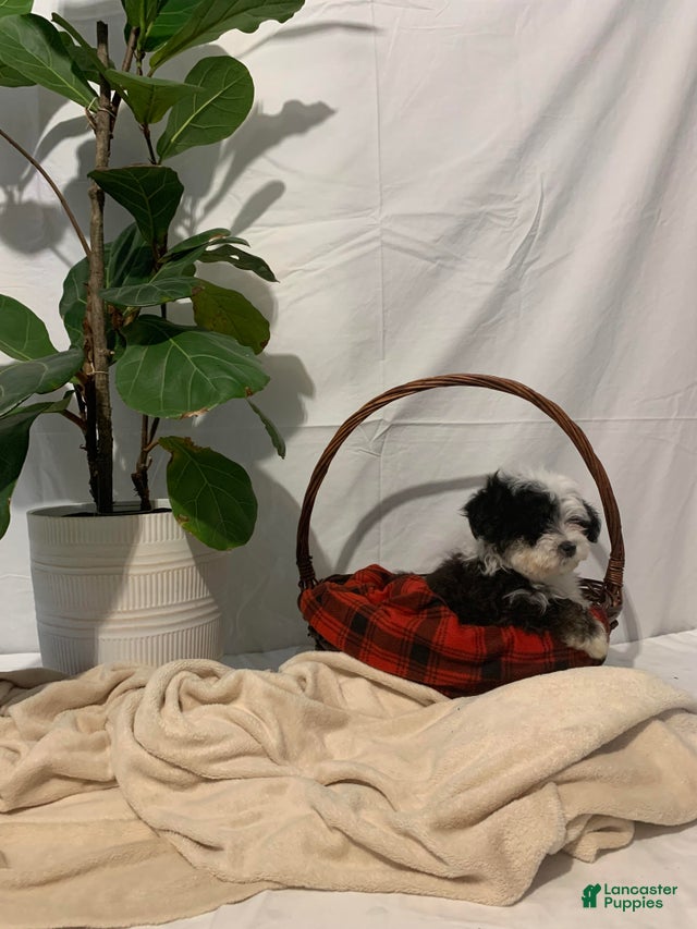 Indie for sale in Shipshewana | Lancaster Puppies