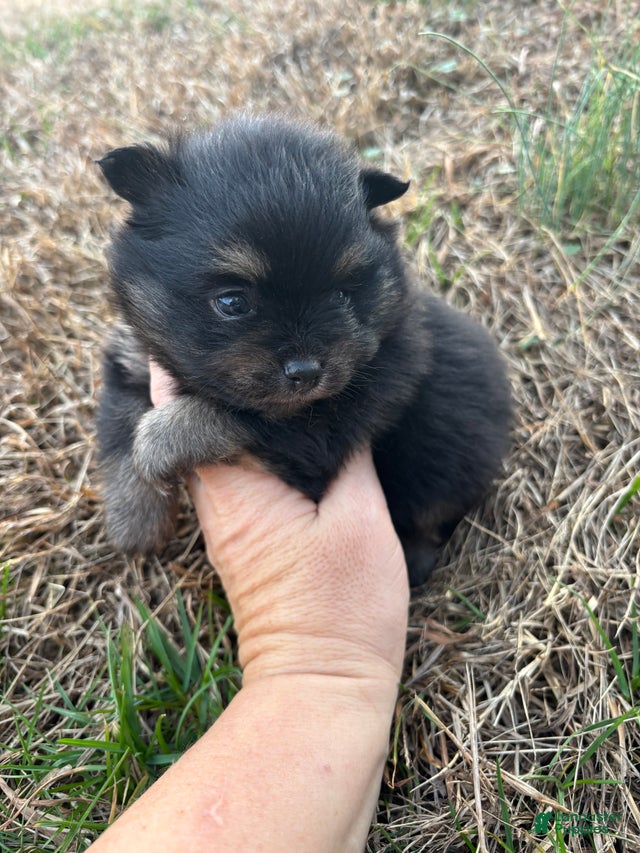 Pomeranian Puppy 1 for sale in Trion | Lancaster Puppies