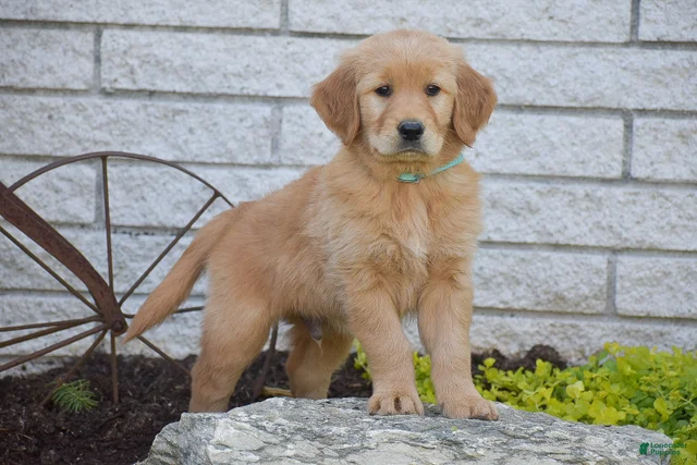 Alan Golden Retriever for sale in Ronks | Lancaster Puppies