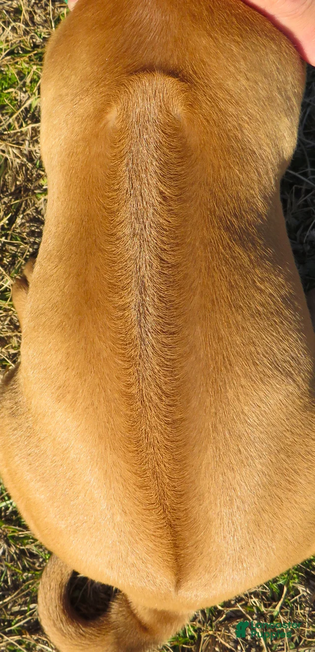 Rhodesian Ridgeback Puppy 3 for sale in Palestine | Lancaster Puppies