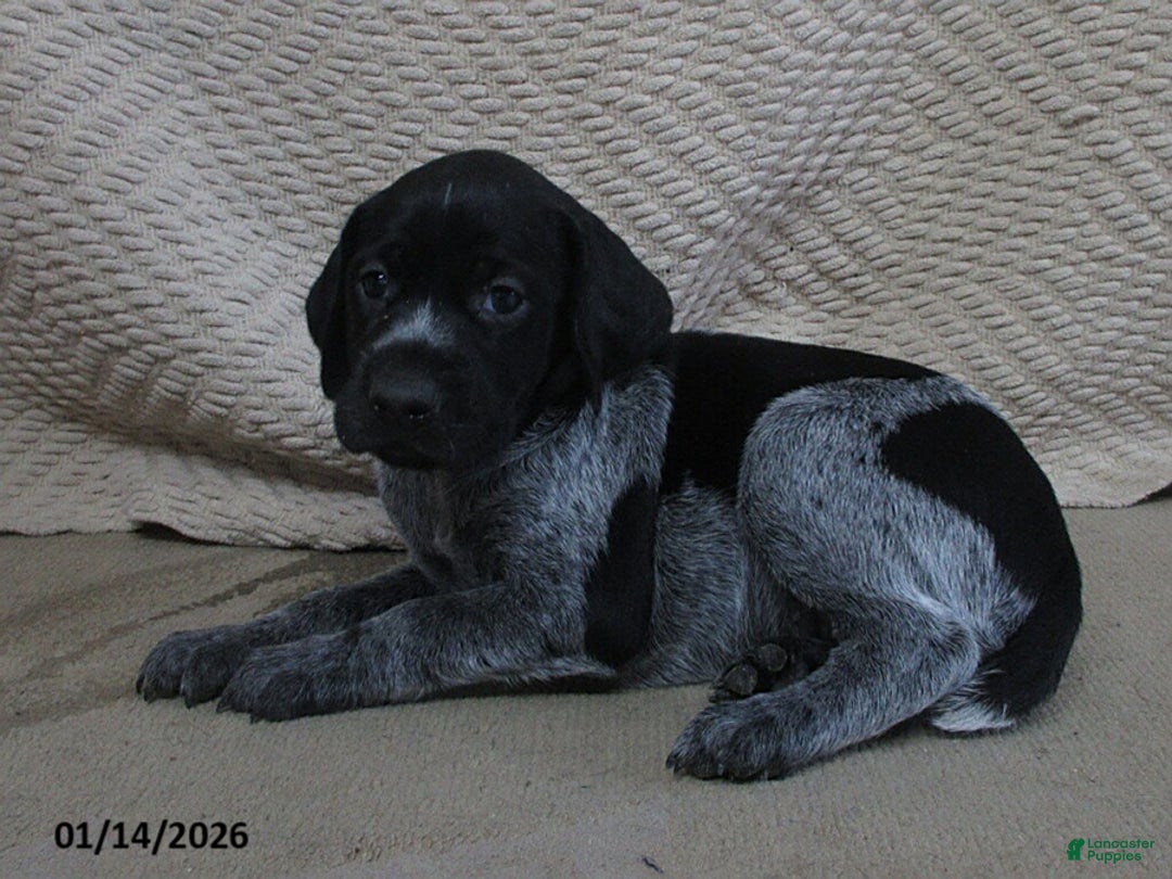Patricia for sale in Columbia Cross Roads | Lancaster Puppies