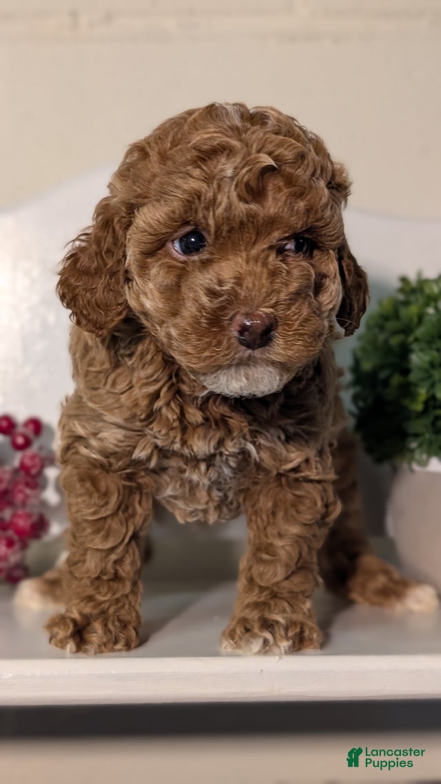 Harper for sale in Goshen | Lancaster Puppies