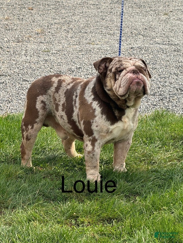 Nadia for sale in Belle Center | Lancaster Puppies