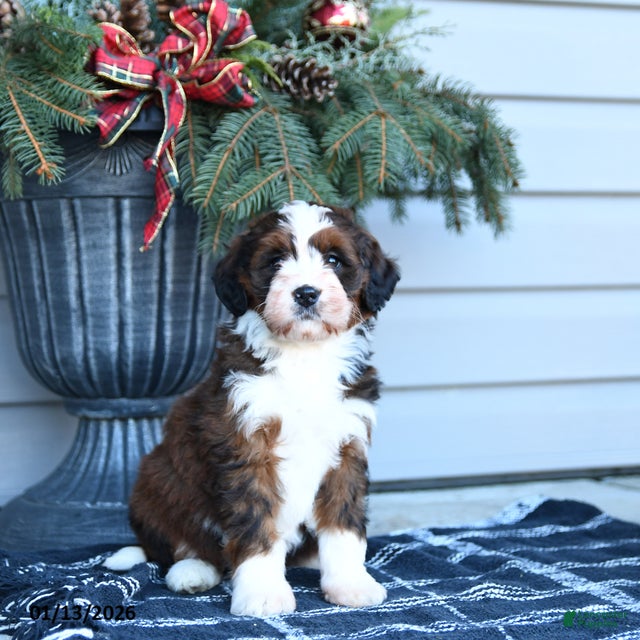 Maria for sale in Honey Brook | Lancaster Puppies