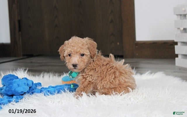 Rowan for sale in Millersburg | Lancaster Puppies