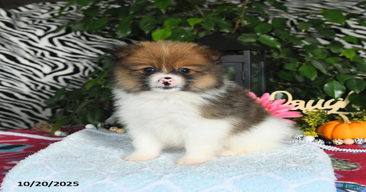 Ginger for sale in Upper Leacock Township | Lancaster Puppies