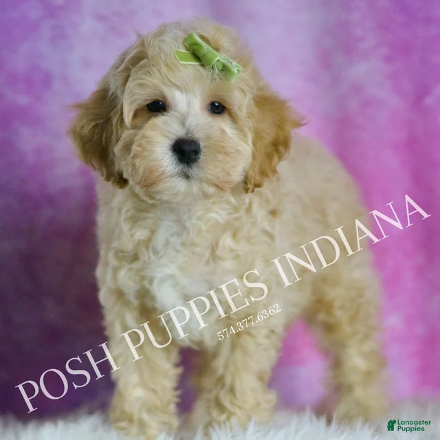 Bubbles Maltipoo for sale in Warsaw | Lancaster Puppies