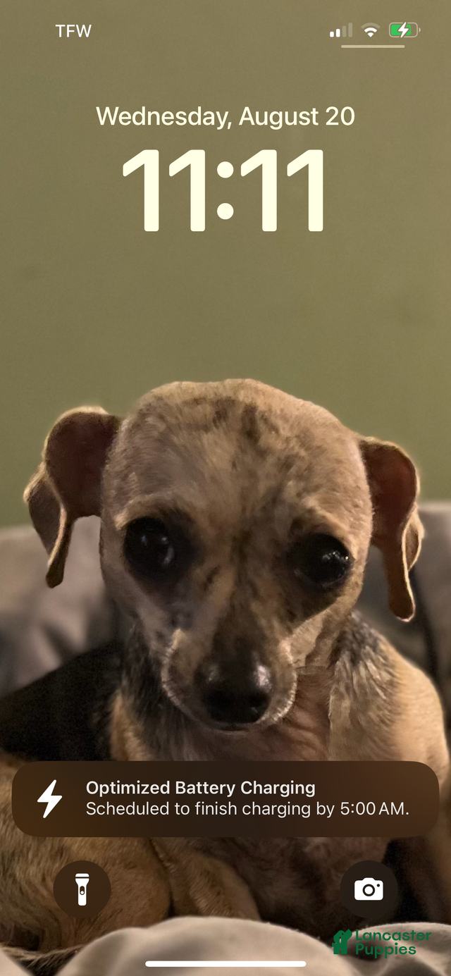 Mixed Breed Puppy 1 for sale in Baltimore | Lancaster Puppies