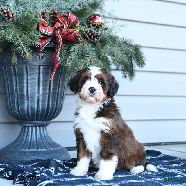 Maria for sale in Honey Brook | Lancaster Puppies