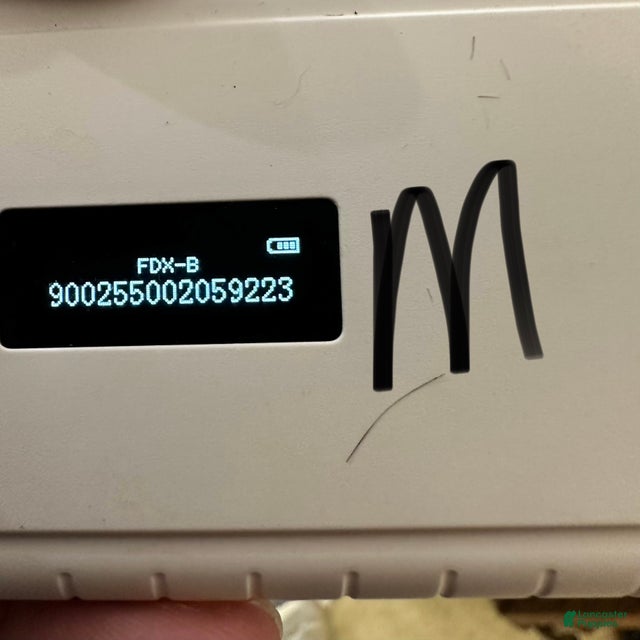 Boy Honey for sale in Millersburg | Lancaster Puppies