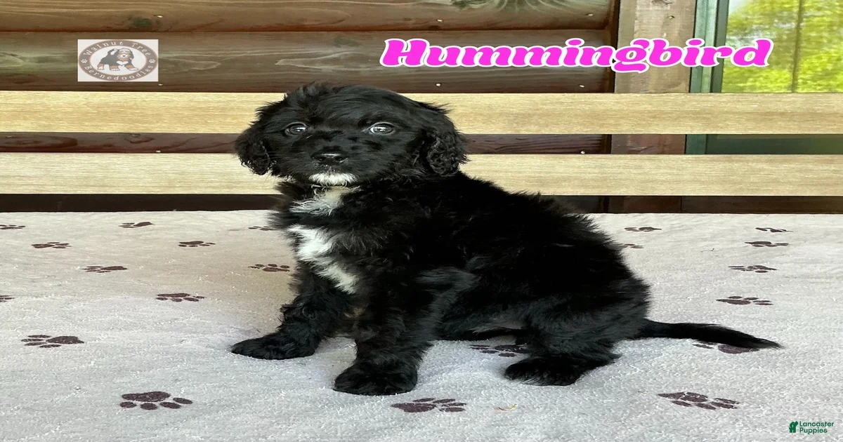 Bernedoodle Puppies for sale under $1000 | Lancaster Puppies
