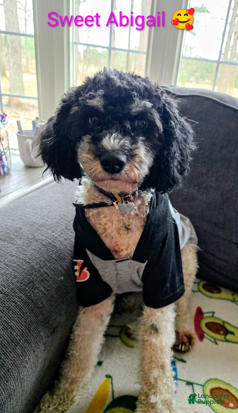 Mini Bernedoodle Puppy 1 for sale in Brookville | Lancaster Puppies