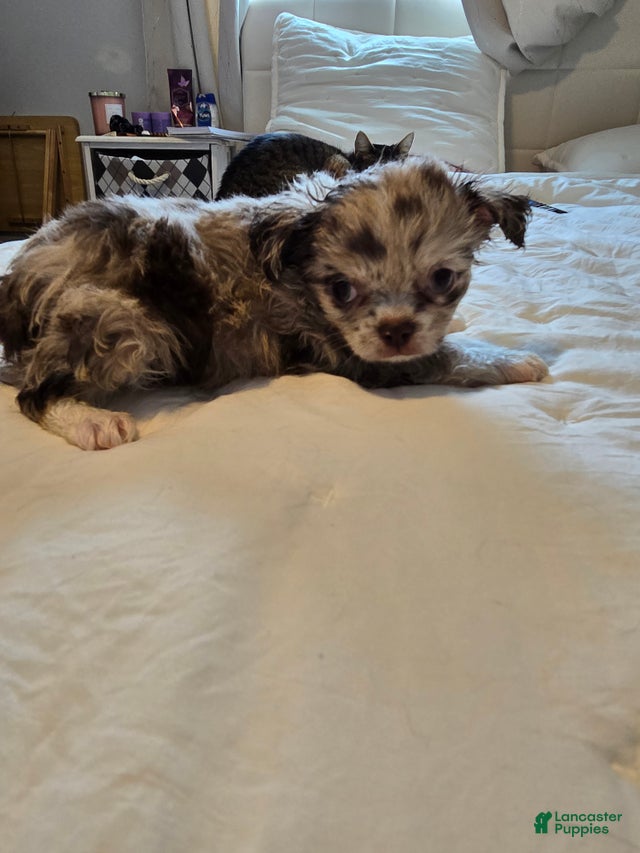 Donnie for sale in Newark Valley | Lancaster Puppies