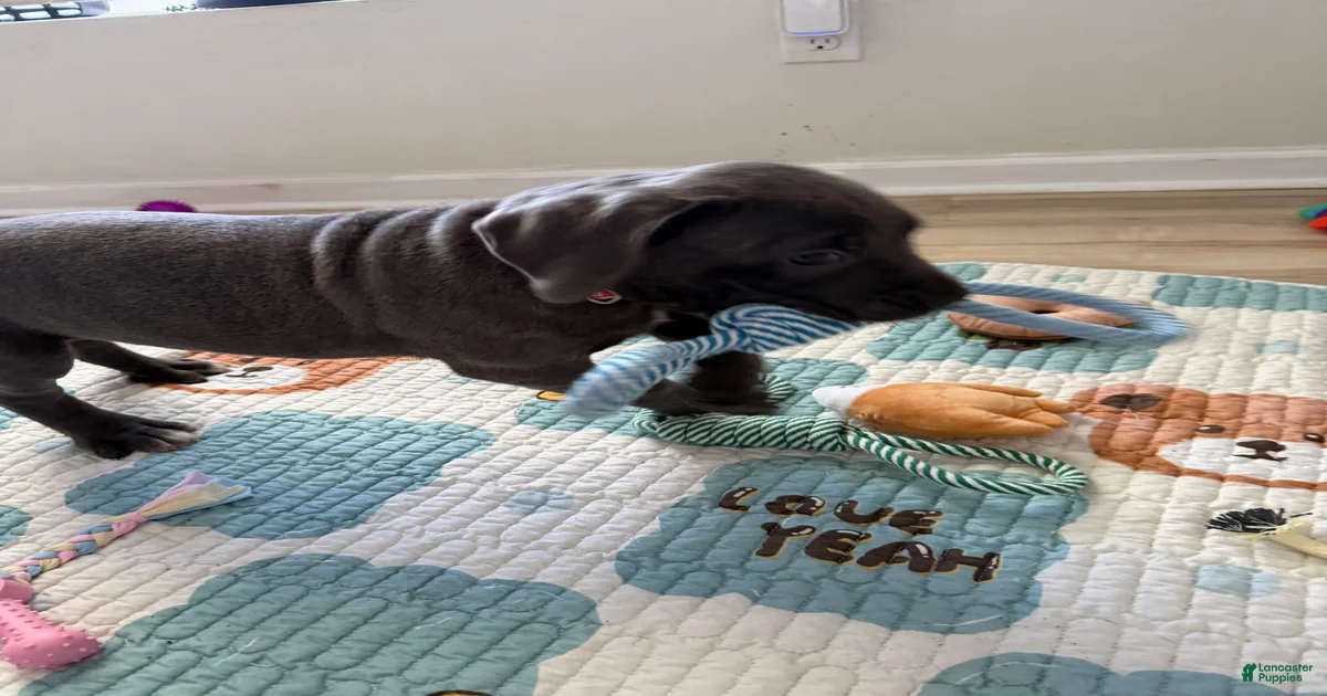 Kitana Cane Corso for sale in Ocala | Lancaster Puppies