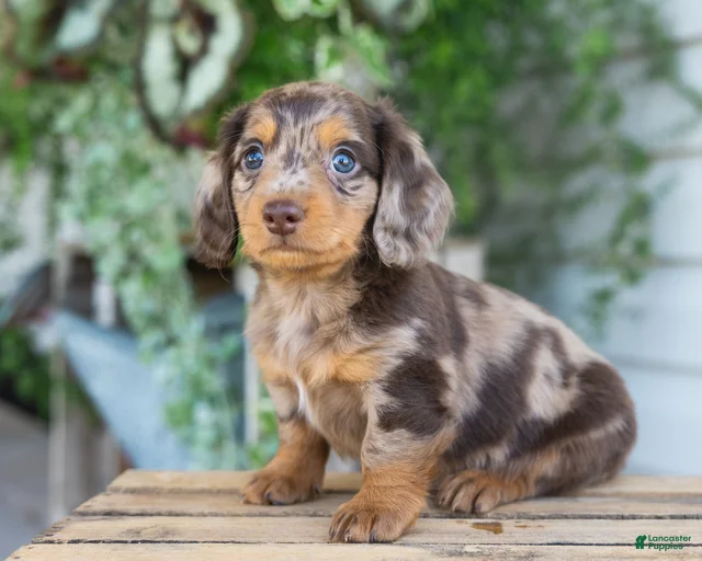 Moose Miniature Dachshund for sale in Newville | Lancaster Puppies