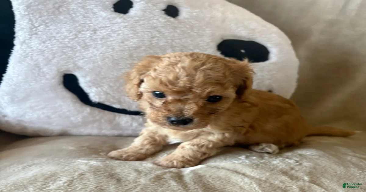 Toffee Maltipoo for sale in Bono | Lancaster Puppies