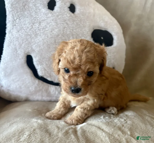 Toffee Maltipoo for sale in Bono | Lancaster Puppies