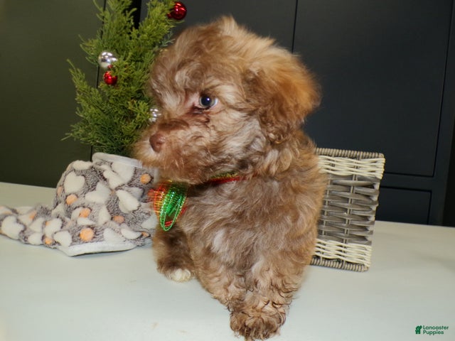 Havanese Puppy 2 Cody for sale in Shipshewana | Lancaster Puppies