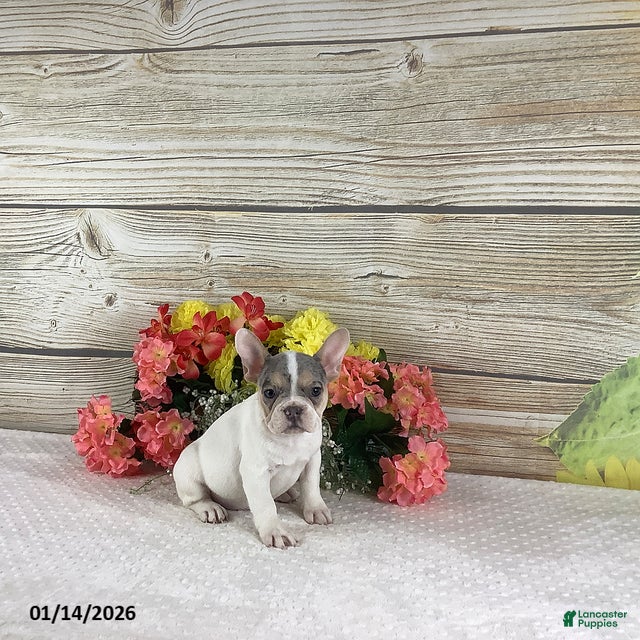 Jasper for sale in Honey Brook | Lancaster Puppies