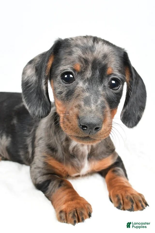 Charlie for sale in Dundee | Lancaster Puppies