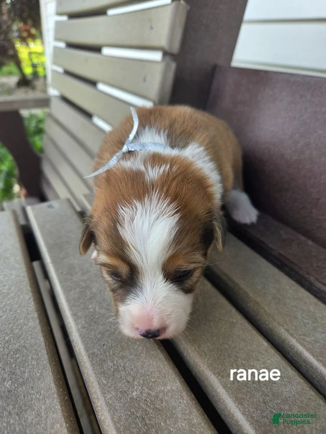 Welsh Corgi Pembroke 3 Welsh Corgi Pembroke for sale in Grabill ...