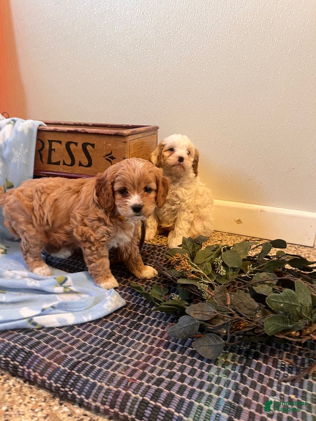 Cutie ️🐾Call 717-475-6780 for sale in Kinzers | Lancaster Puppies