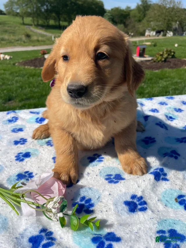 Dolly Golden Retriever for sale in Lancaster | Lancaster Puppies