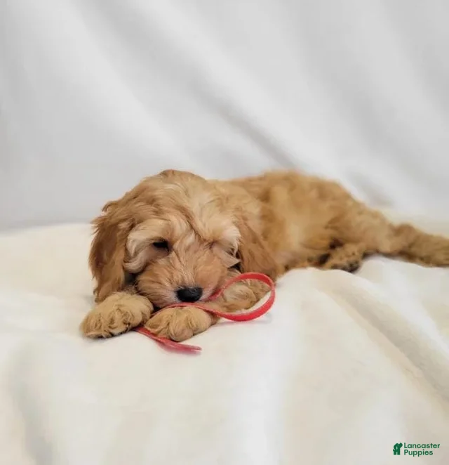 Reena Cavapoo for sale in Valparaiso | Lancaster Puppies