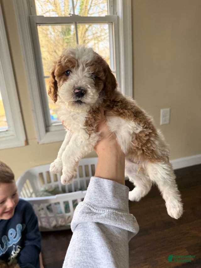 Miniature Poodle Puppy 3 for sale in Smyrna | Lancaster Puppies