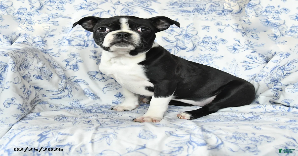 Christa Boston Terrier for sale in Loganton | Lancaster Puppies
