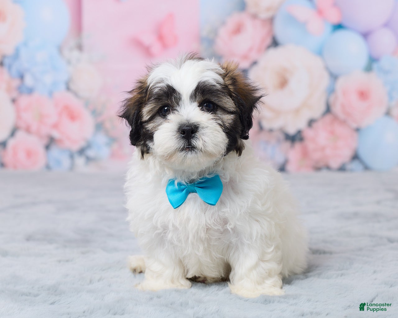 Mason Teddy Bear for sale in Millersburg | Lancaster Puppies