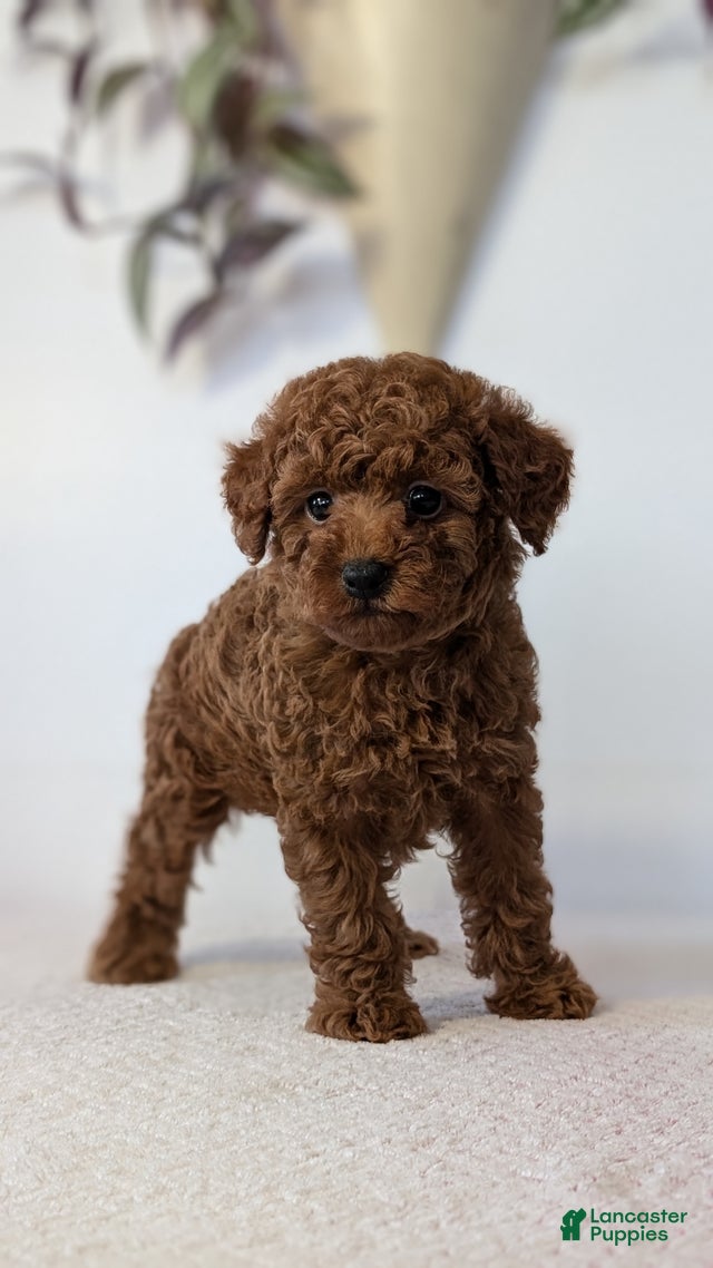 Cash for sale in Goshen | Lancaster Puppies