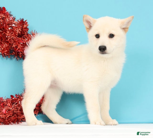 Jasmine for sale in Fresno | Lancaster Puppies