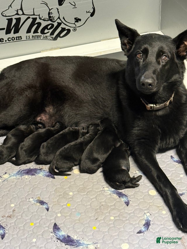 Freya for sale in Muncie | Lancaster Puppies