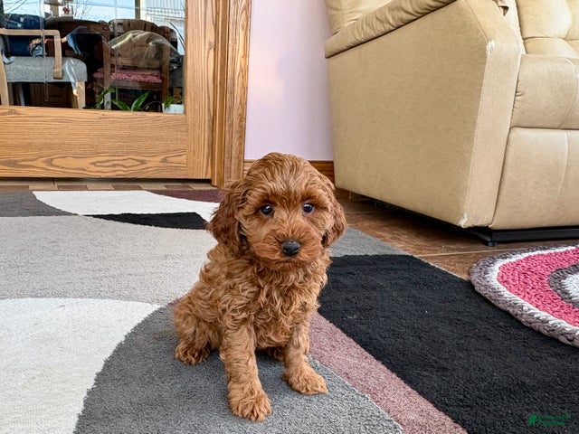 Cavapoo F1b male Puppy 3 for sale in Nappanee | Lancaster Puppies