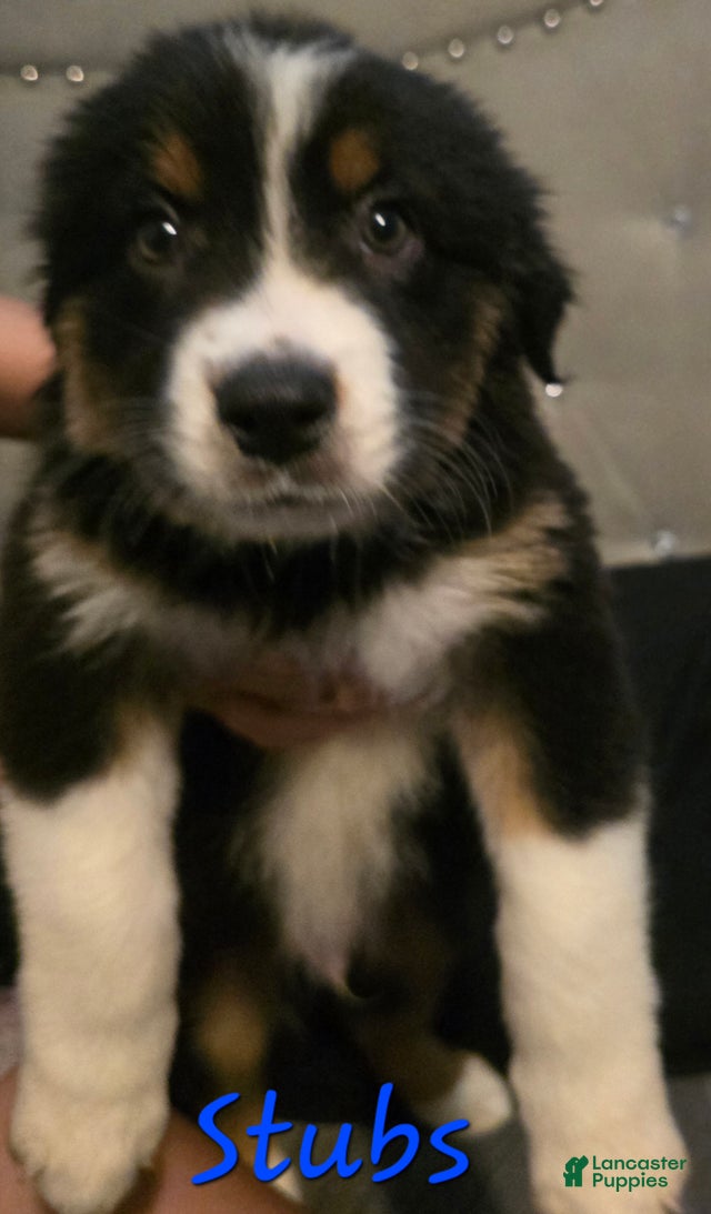 Male 2 (stubs) for sale in Roy | Lancaster Puppies