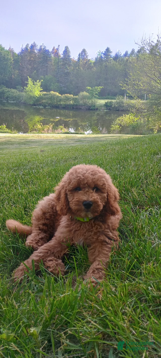 Peter Mini Goldendoodle Puppy 1 Mini Goldendoodle for sale in ...