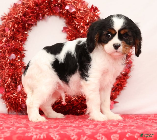 Liam for sale in Fresno | Lancaster Puppies